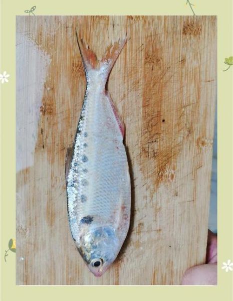 海鲻鱼多少钱一斤_海鲻鱼价格行情-第1张图片-山城妙识