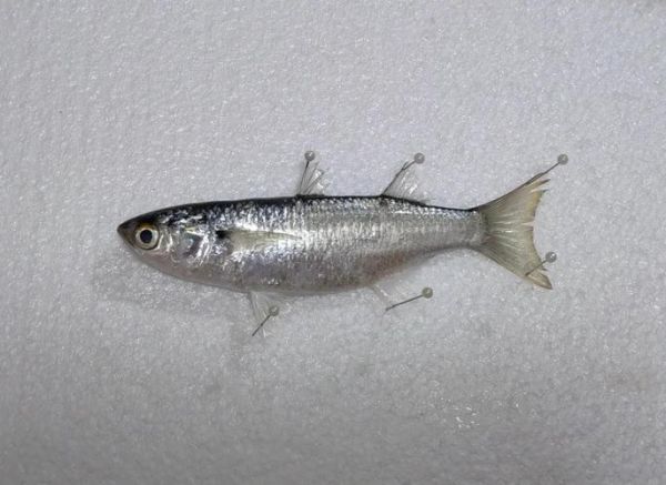 海鲻鱼多少钱一斤_海鲻鱼价格行情-第2张图片-山城妙识