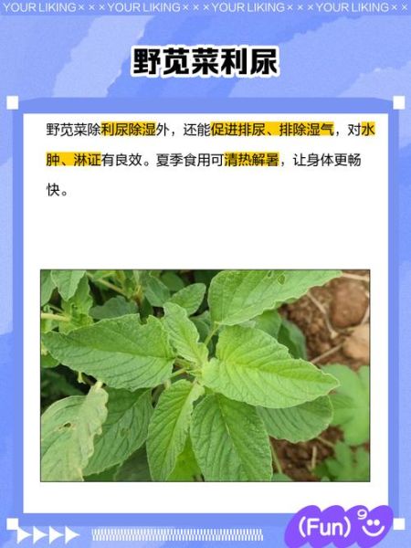 野苋菜籽的功效与作用_野苋菜籽怎么吃效果最好-第1张图片-山城妙识 野苋菜籽的功效与作用_野苋菜籽怎么吃效果最好-第1张图片-山城妙识