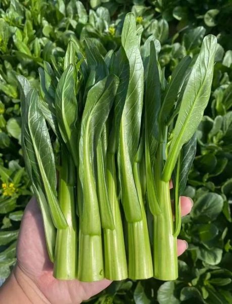 菜心品种图片大全_如何挑选高产菜心-第2张图片-山城妙识