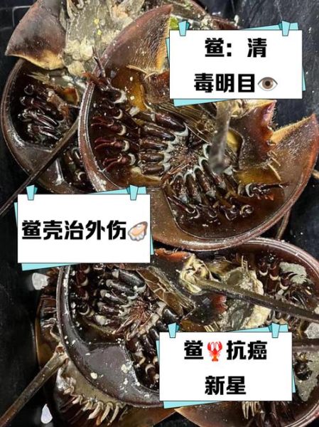 鲎血为什么能制药_鲎血试剂价格贵吗-第3张图片-山城妙识 鲎血为什么能制药_鲎血试剂价格贵吗-第3张图片-山城妙识