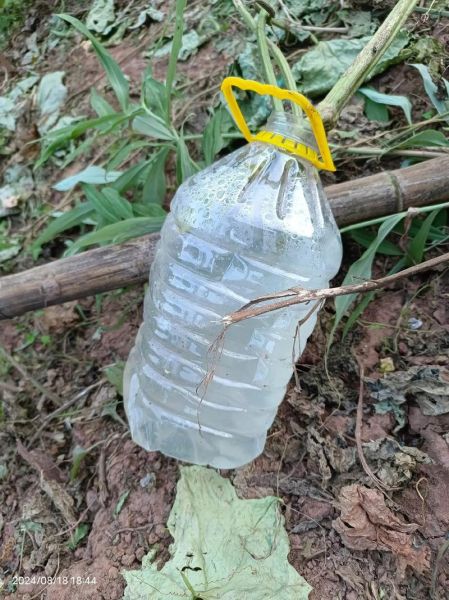 丝瓜水的功效与作用_丝瓜水的禁忌有哪些-第3张图片-山城妙识 丝瓜水的功效与作用_丝瓜水的禁忌有哪些-第3张图片-山城妙识