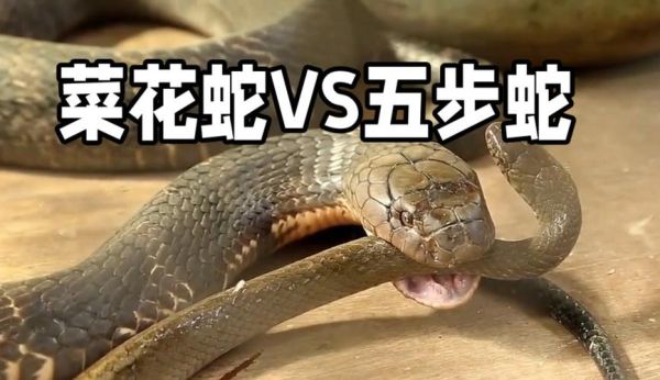 菜花蛇有几种_菜花蛇和草花蛇的区别-第2张图片-山城妙识