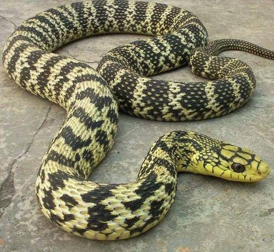 菜花蛇有几种_菜花蛇和草花蛇的区别-第1张图片-山城妙识