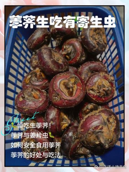 马蹄寄生虫是真的吗_马蹄怎么清洗才安全-第1张图片-山城妙识