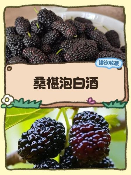 白酒泡桑葚酒的做法_桑葚酒泡多久可以喝-第2张图片-山城妙识