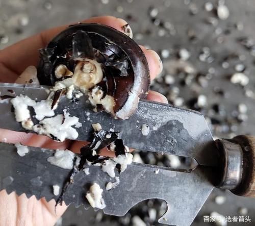 马蹄寄生虫是真的吗_马蹄怎么清洗才安全-第3张图片-山城妙识
