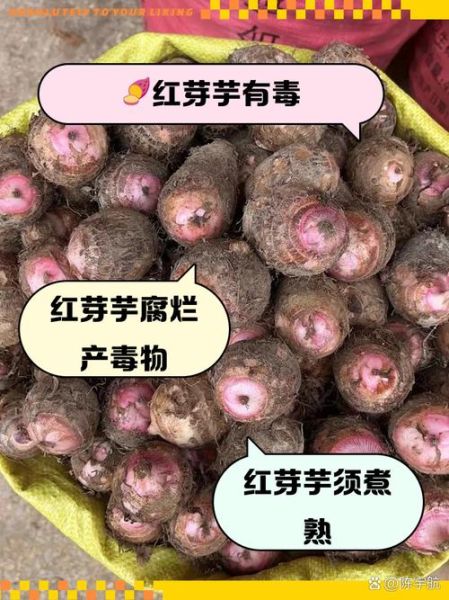 芋头吃多了有什么副作用_芋头过敏症状有哪些-第1张图片-山城妙识