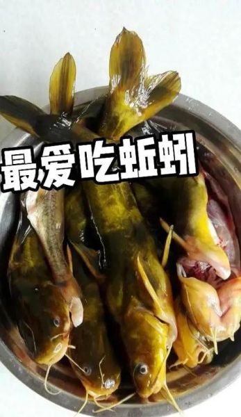 黄骨鱼的营养价值_黄骨鱼的功效与作用-第3张图片-山城妙识