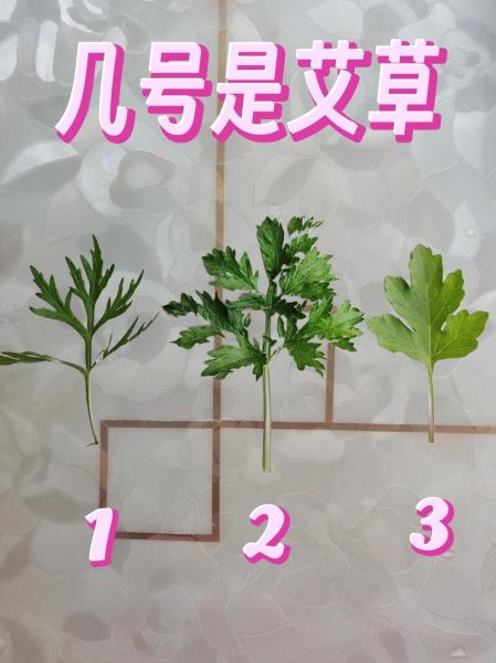 艾叶图片识别方法_如何快速分辨真假艾草-第3张图片-山城妙识