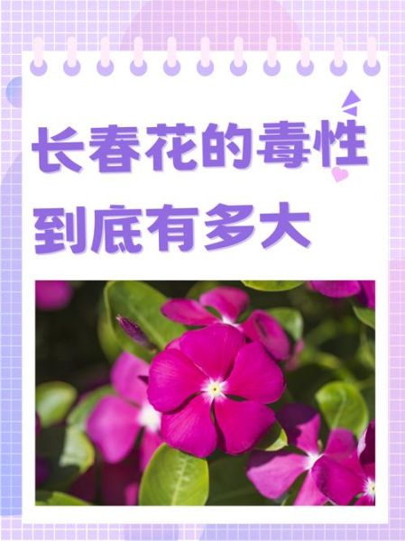 长春花有毒吗_误食后怎么办-第1张图片-山城妙识