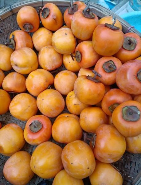 自制柿饼怎么做_柿饼晾晒多久才好吃-第1张图片-山城妙识 自制柿饼怎么做_柿饼晾晒多久才好吃-第1张图片-山城妙识