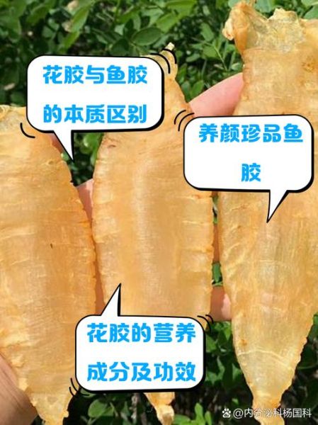 鱼胶是什么鱼做的_花胶和鱼胶的区别-第1张图片-山城妙识