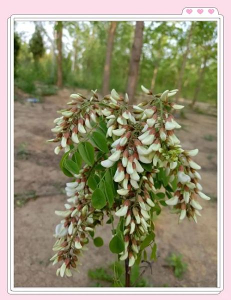 洋槐花饭怎么做_洋槐花饭的功效与作用-第1张图片-山城妙识