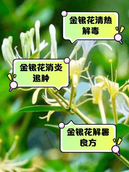 金银花泡水一次放多少_金银花用量指南-第1张图片-山城妙识