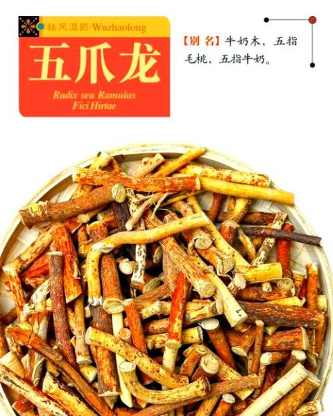 龙爪的功效与作用_龙爪能治什么病-第3张图片-山城妙识