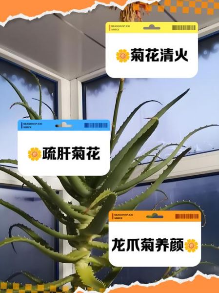 龙爪的功效与作用_龙爪能治什么病-第2张图片-山城妙识