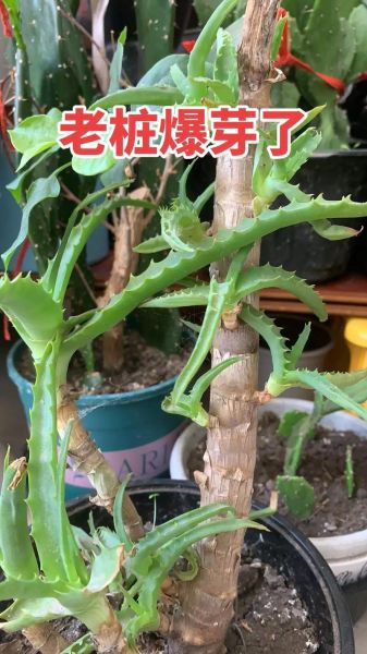 龙爪的功效与作用_龙爪能治什么病-第1张图片-山城妙识