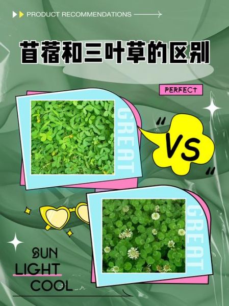 苜蓿和三叶草的区别_如何一眼区分这两种常见牧草-第1张图片-山城妙识