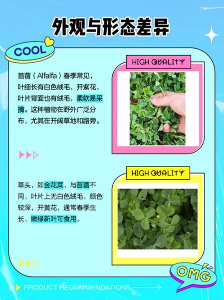 苜蓿和三叶草的区别_如何一眼区分这两种常见牧草-第3张图片-山城妙识