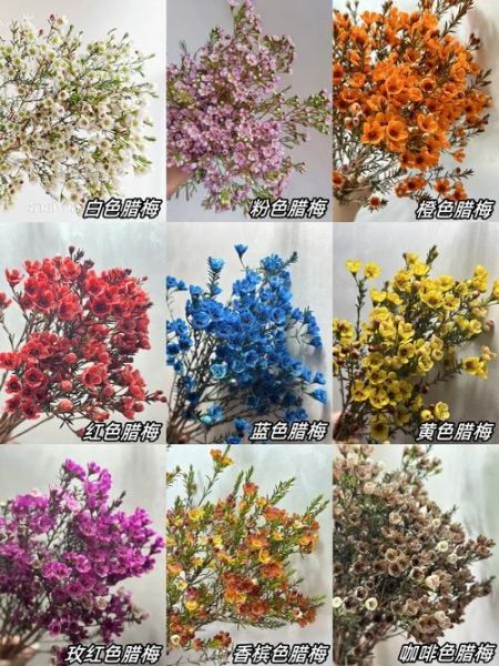 腊梅花语是什么_腊梅寓意有哪些-第1张图片-山城妙识