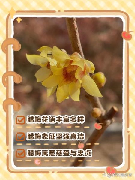 腊梅花语是什么_腊梅寓意有哪些-第3张图片-山城妙识