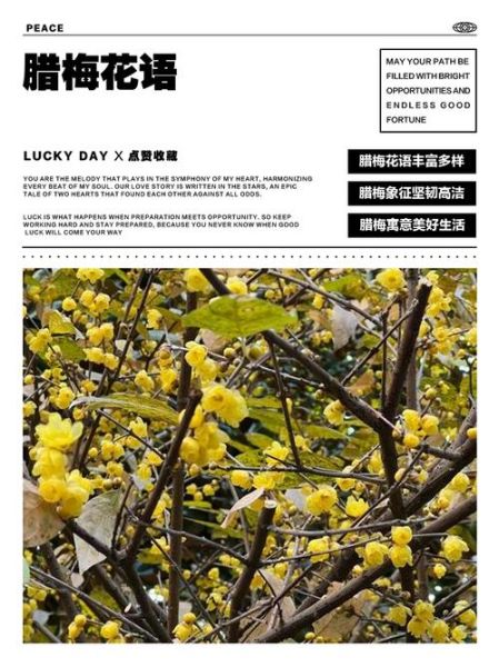 腊梅花语是什么_腊梅寓意有哪些-第2张图片-山城妙识