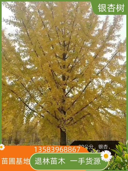 银杏树适合种在庭院吗_银杏树几年结果-第2张图片-山城妙识 银杏树适合种在庭院吗_银杏树几年结果-第2张图片-山城妙识