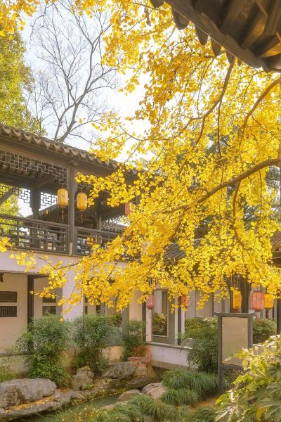 银杏树适合种在庭院吗_银杏树几年结果-第1张图片-山城妙识 银杏树适合种在庭院吗_银杏树几年结果-第1张图片-山城妙识