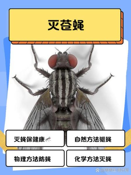 苍蝇头断了为什么还能活_苍蝇断头还能活多久-第1张图片-山城妙识