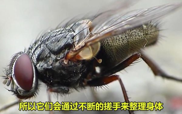 苍蝇头断了为什么还能活_苍蝇断头还能活多久-第2张图片-山城妙识