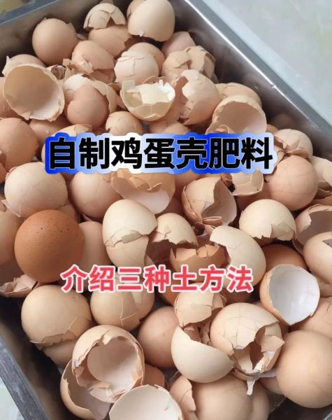 鸡蛋壳有什么用处_鸡蛋壳的妙用大全-第2张图片-山城妙识