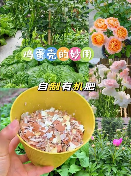 鸡蛋壳有什么用处_鸡蛋壳的妙用大全-第3张图片-山城妙识