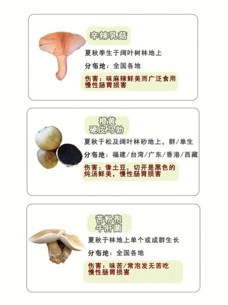 野生蘑菇怎么辨别_毒蘑菇常见误区-第3张图片-山城妙识 野生蘑菇怎么辨别_毒蘑菇常见误区-第3张图片-山城妙识