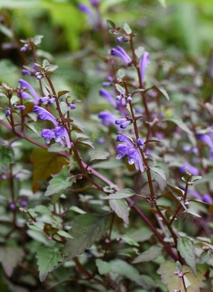 黄芩伤不伤脾胃_黄芩苦寒伤胃吗-第3张图片-山城妙识 黄芩伤不伤脾胃_黄芩苦寒伤胃吗-第3张图片-山城妙识