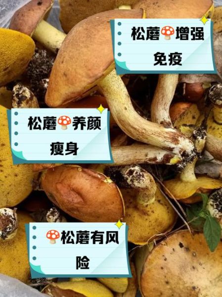 鲜松蘑怎么做好吃_鲜松蘑的家常做法-第3张图片-山城妙识 鲜松蘑怎么做好吃_鲜松蘑的家常做法-第3张图片-山城妙识