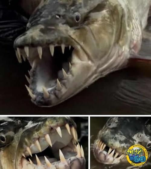 非洲虎鱼长什么样_非洲虎鱼能长多大-第1张图片-山城妙识