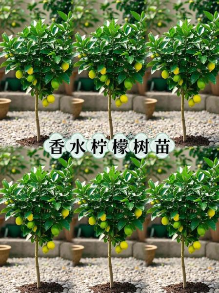 香水柠檬和普通柠檬的区别_香水柠檬怎么种植-第1张图片-山城妙识