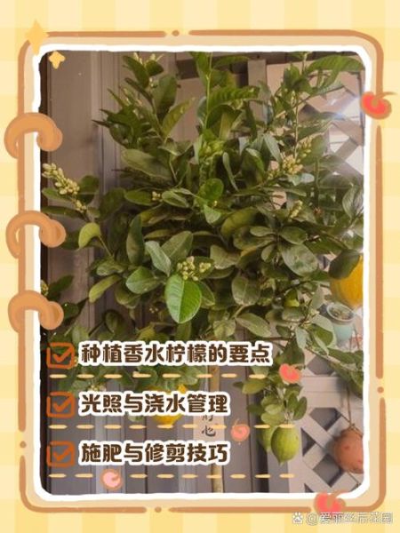香水柠檬和普通柠檬的区别_香水柠檬怎么种植-第2张图片-山城妙识
