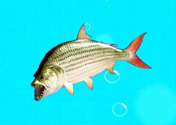 非洲虎鱼长什么样_非洲虎鱼能长多大-第2张图片-山城妙识