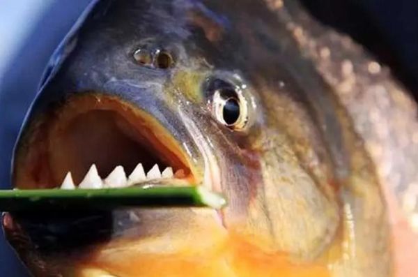 非洲虎鱼长什么样_非洲虎鱼能长多大-第3张图片-山城妙识