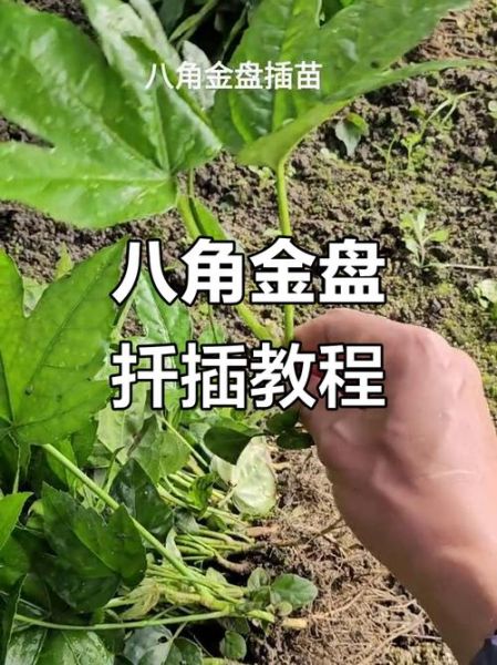 八角金盘怎么养_八角金盘养殖注意事项-第2张图片-山城妙识