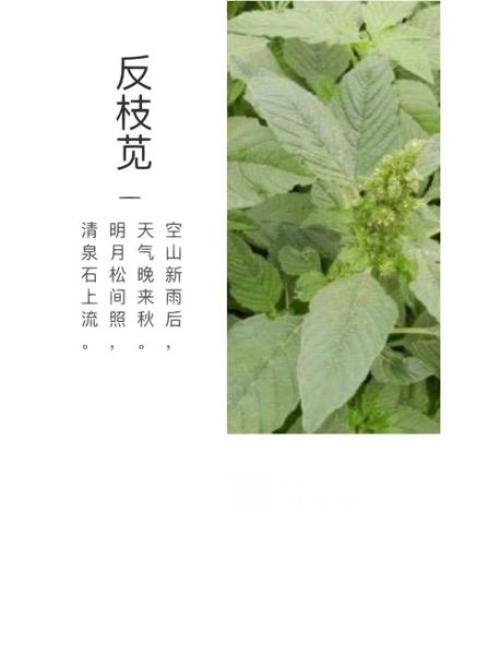 野苋菜的营养价值_野苋菜怎么吃最营养-第1张图片-山城妙识