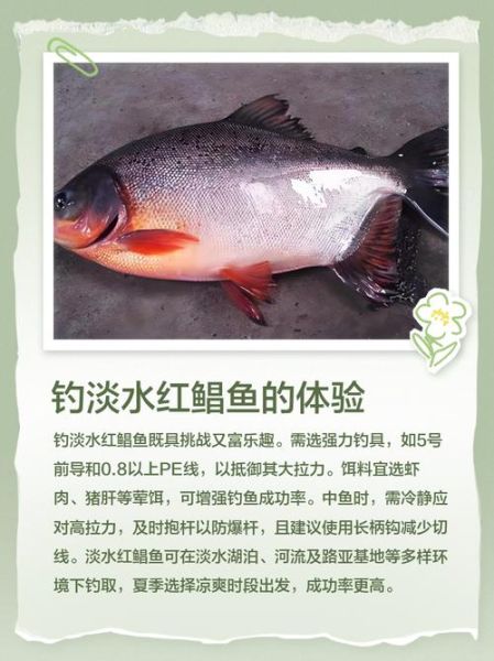 红鲳鱼的营养价值及功效_红鲳鱼怎么吃最健康-第2张图片-山城妙识