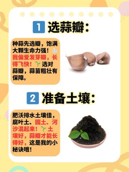 大蒜怎么种发芽快_大蒜几天能发芽-第3张图片-山城妙识