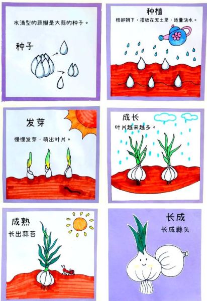 大蒜怎么种发芽快_大蒜几天能发芽-第1张图片-山城妙识