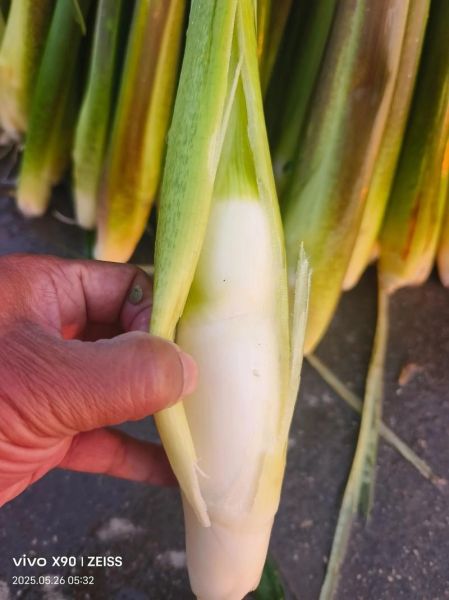 茭白是什么季节的蔬菜_茭白几月份上市-第1张图片-山城妙识 茭白是什么季节的蔬菜_茭白几月份上市-第1张图片-山城妙识