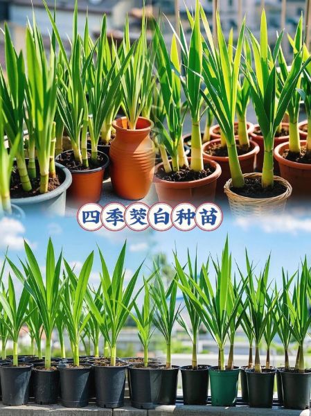 茭白是什么季节的蔬菜_茭白几月份上市-第3张图片-山城妙识 茭白是什么季节的蔬菜_茭白几月份上市-第3张图片-山城妙识