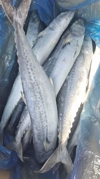 鲅鱼几月份上市_鲅鱼什么时候最肥-第1张图片-山城妙识 鲅鱼几月份上市_鲅鱼什么时候最肥-第1张图片-山城妙识