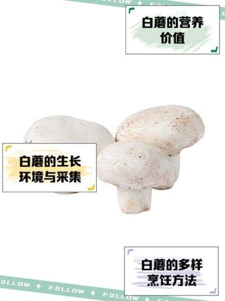 白菇怎么保存_白菇可以生吃吗-第1张图片-山城妙识 白菇怎么保存_白菇可以生吃吗-第1张图片-山城妙识